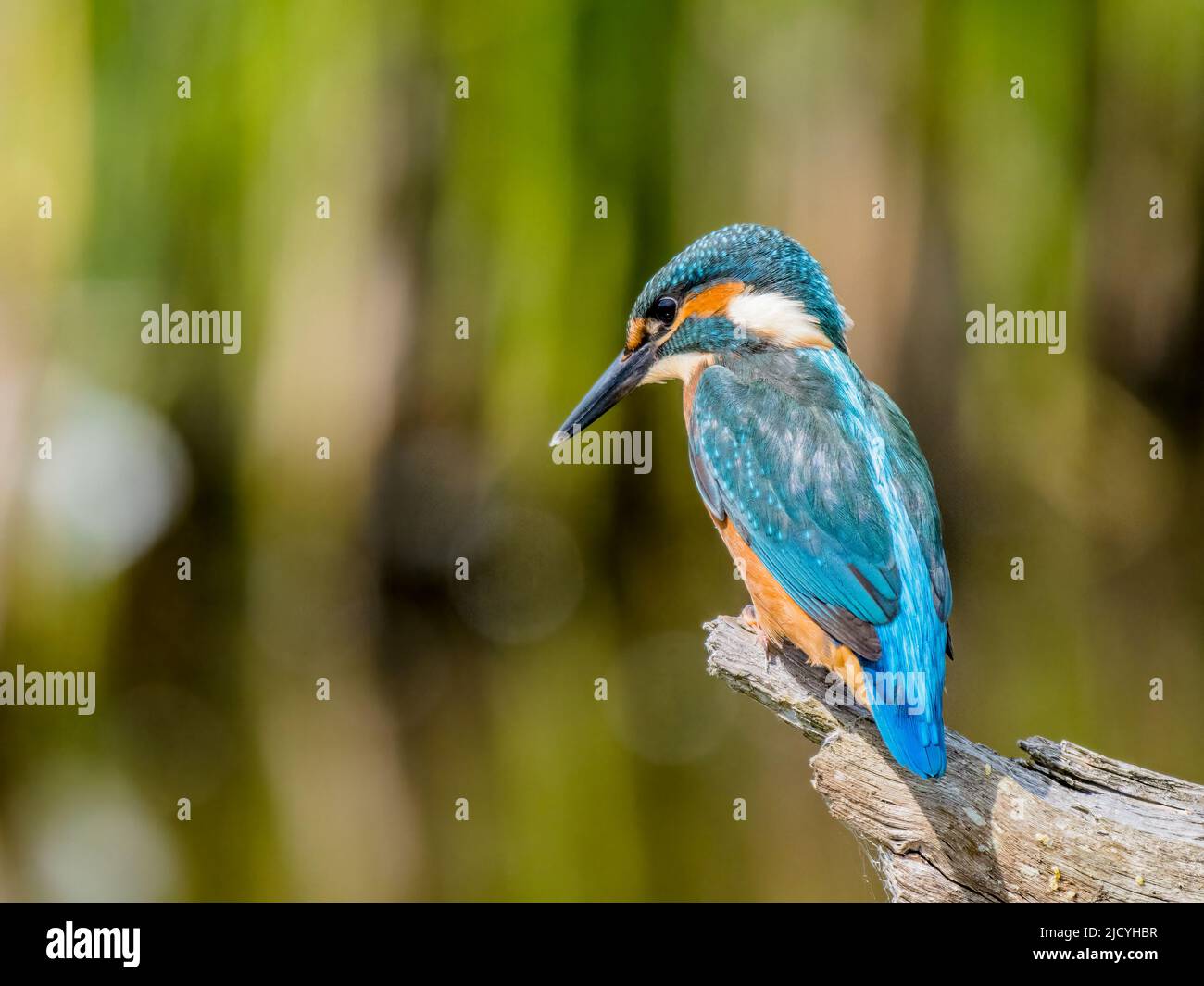 Male kingfisher in spring sunshine in mid Wales Stock Photo - Alamy