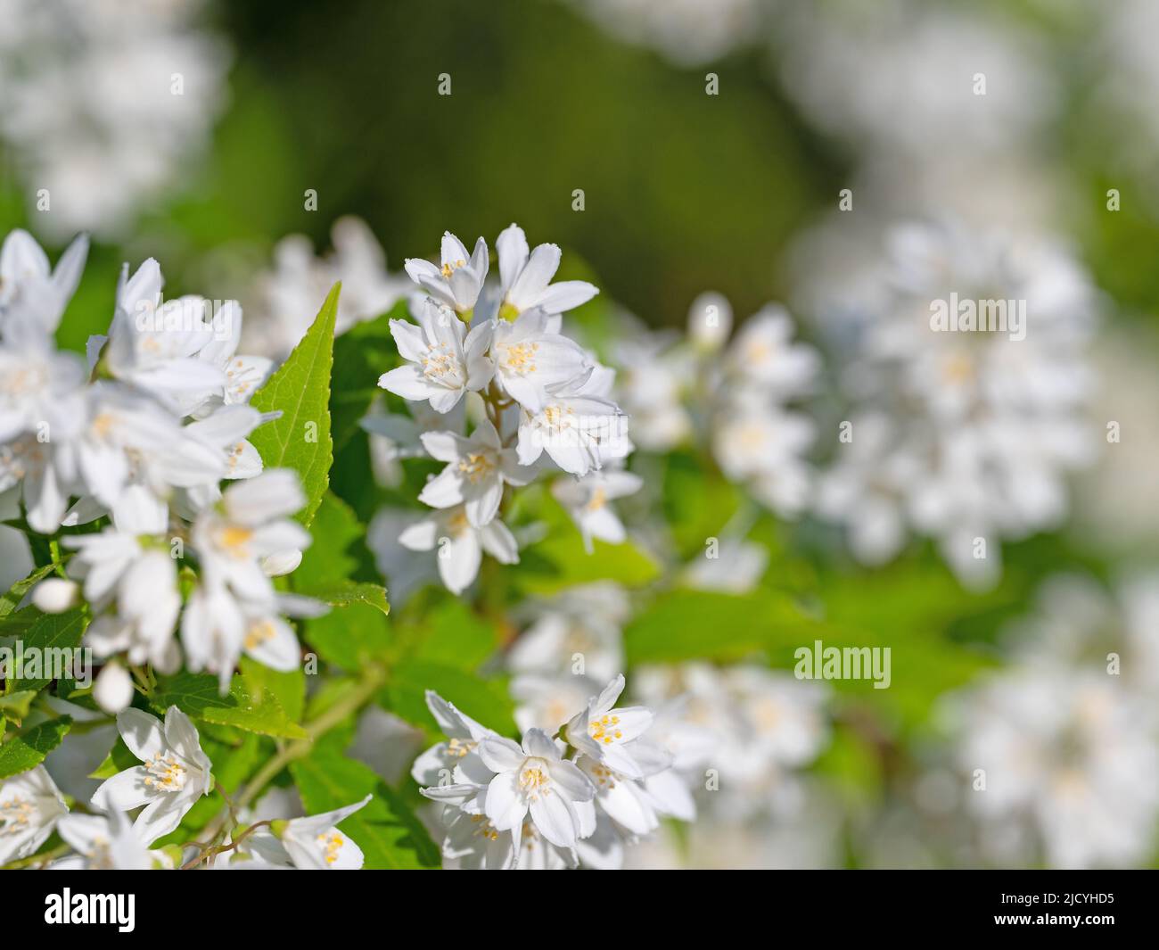 Petite deutzia hi-res stock photography and images - Alamy