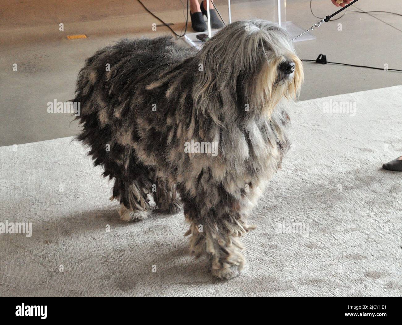 Bergamasco Sheep dog shown at the Westminster Kennel Club Dog Show ...