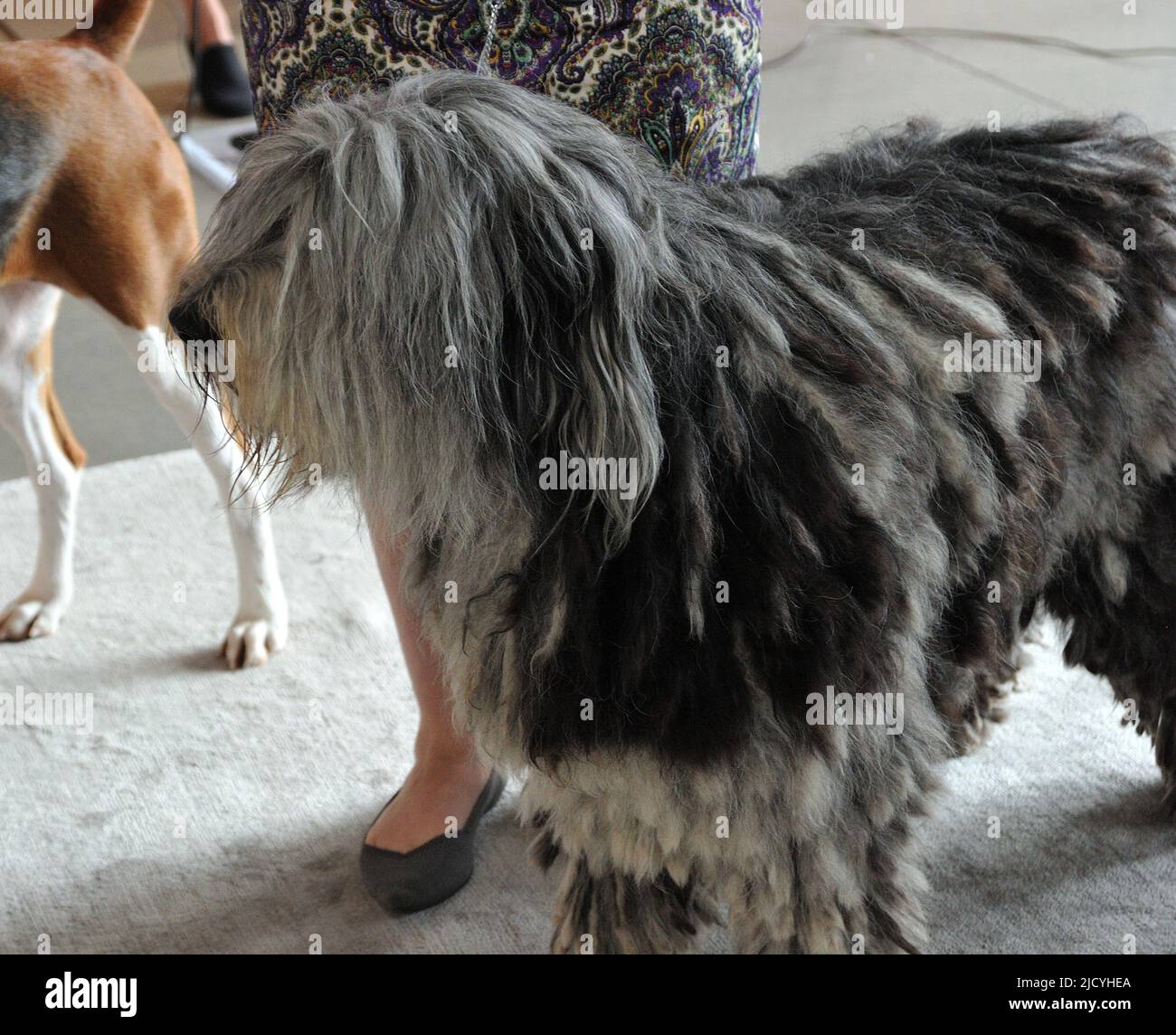 New York, USA. 23rd June, 2022. Bergamasco Sheep dof shown at the ...