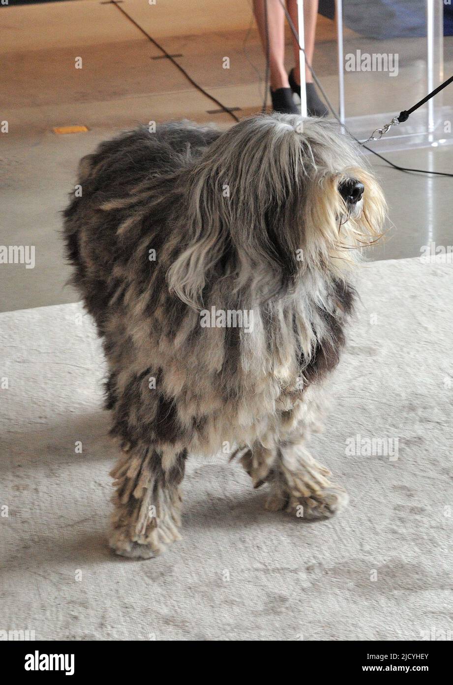 New York, USA. 23rd June, 2022. Bergamasco Sheep dog shown at the ...