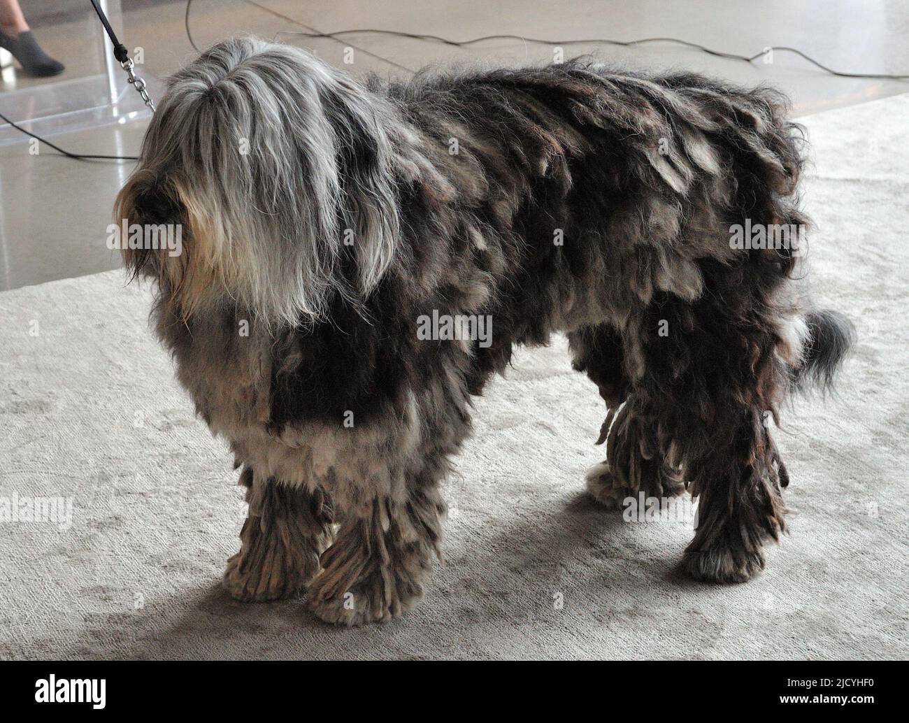 Bergamasco Sheep dog shown at the Westminster Kennel Club Dog Show ...