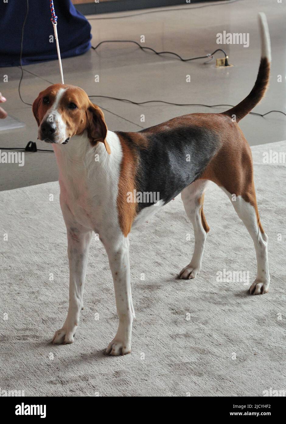American Fox Hound shown at the Westminster Kennel Club Dog Show press ...
