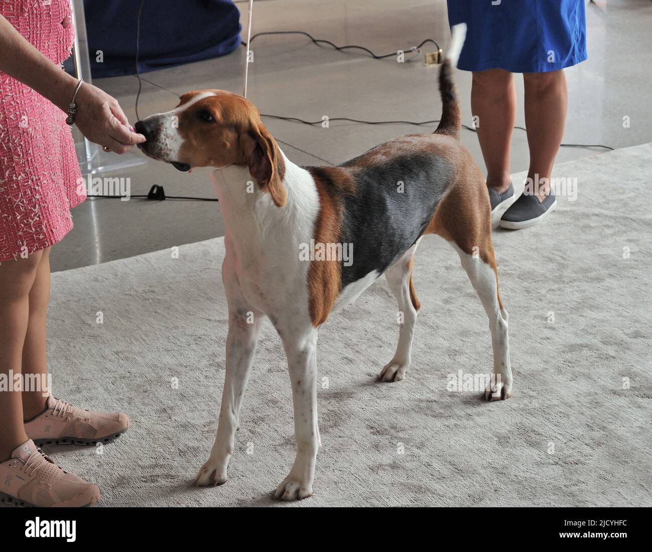 American Fox Hound shown at the Westminster Kennel Club Dog Show press ...