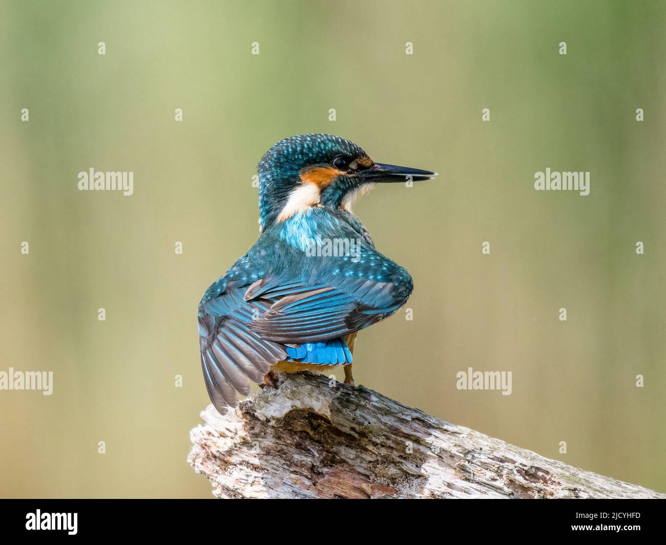 Male kingfisher in spring sunshine in mid Wales Stock Photo - Alamy