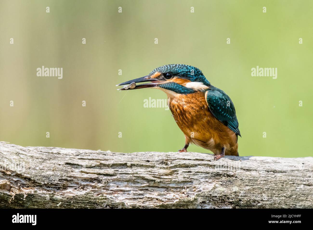 Male kingfisher in spring sunshine in mid Wales Stock Photo - Alamy