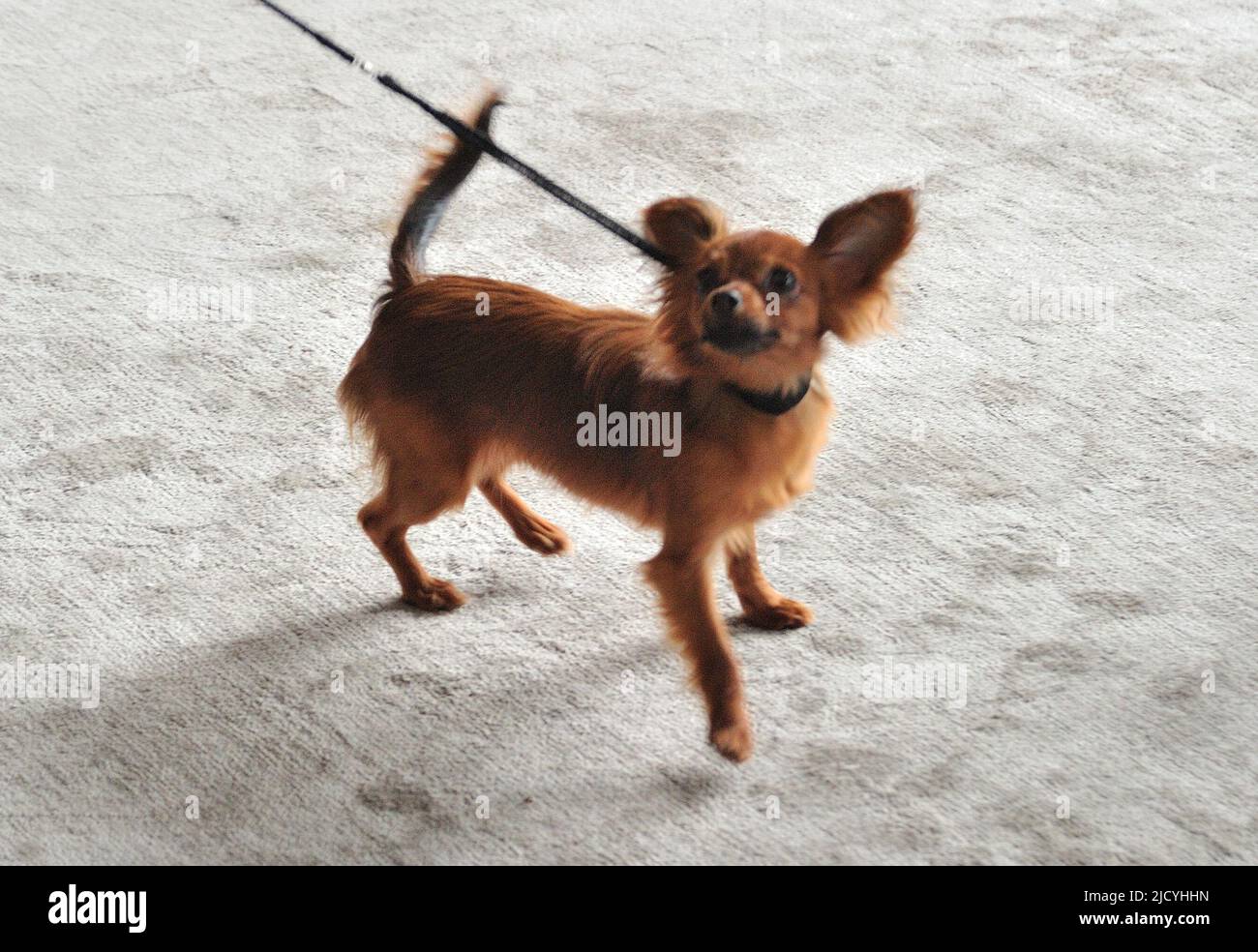 Russian Toy breed shown at the Westminster Kennel Club Dog Show press ...