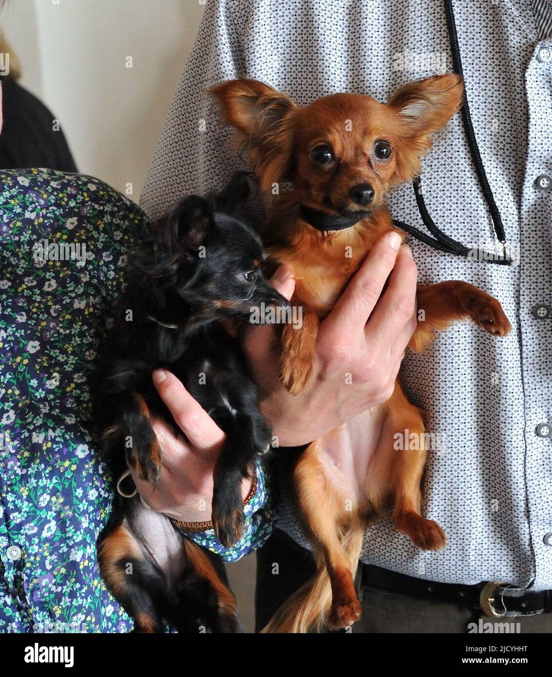 New York, USA. 23rd June, 2022. Russian Toy dogs shown at the ...