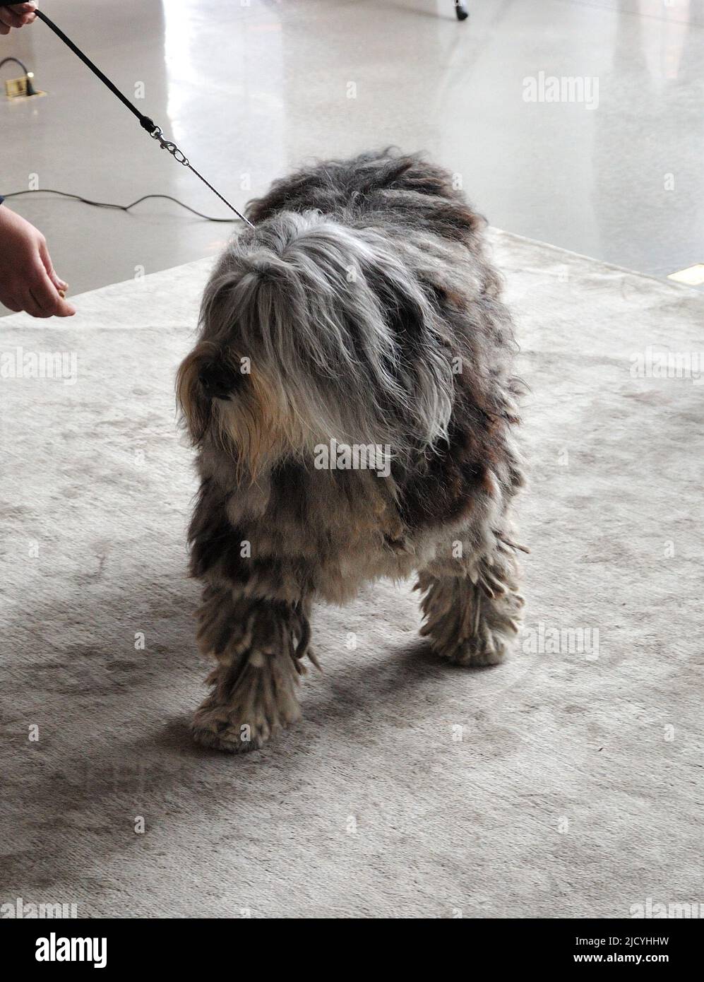 Bergamasco Sheep dog shown at the Westminster Kennel Club Dog Show ...