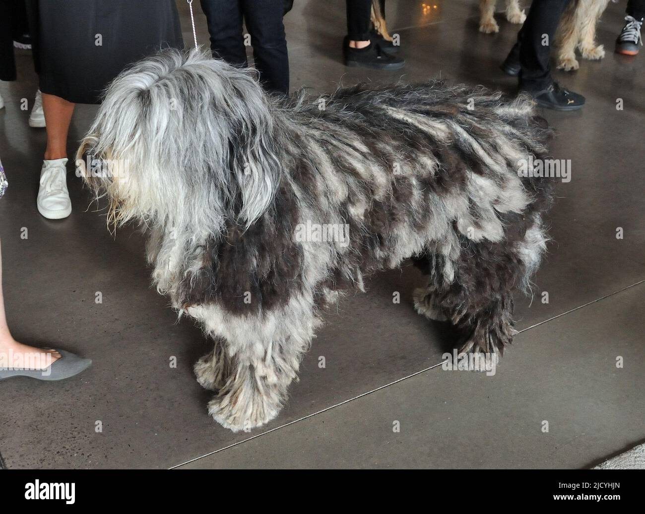 Bergamasco Sheep dog shown at the Westminster Kennel Club Dog Show ...