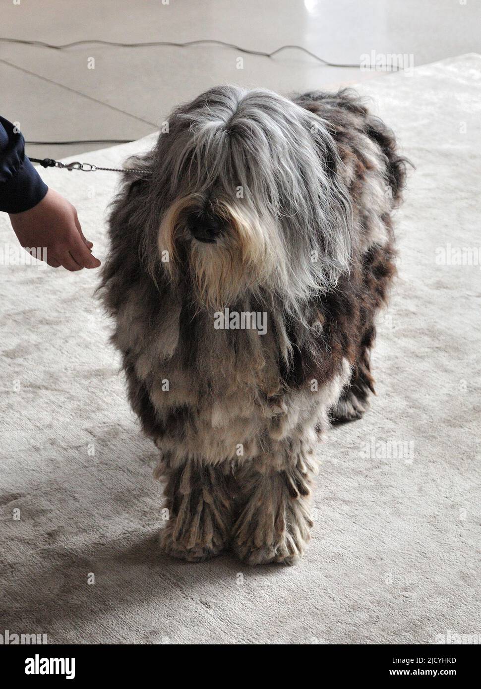 Bergamasco Sheep dog shown at the Westminster Kennel Club Dog Show ...