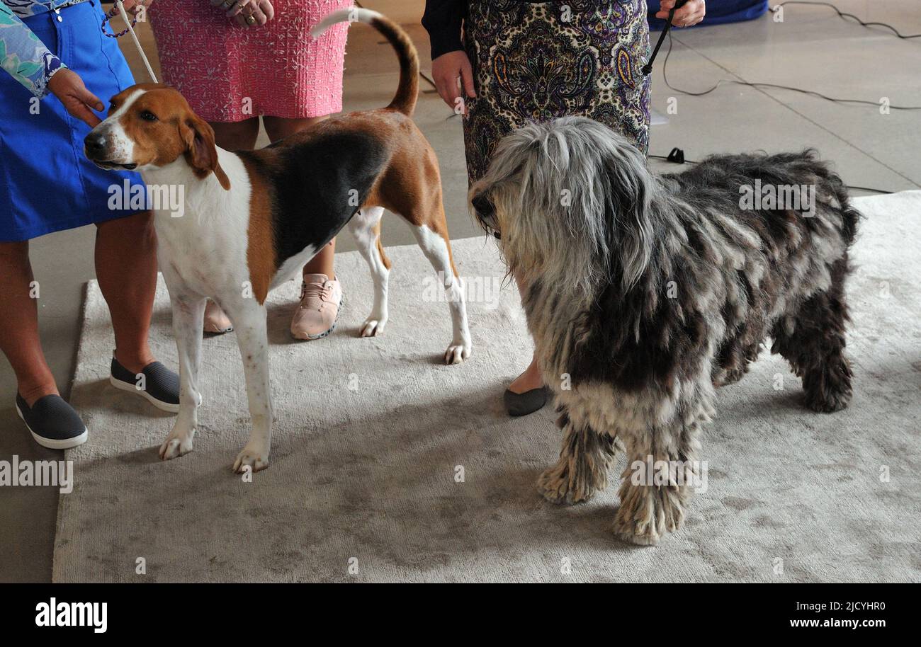 L-R: American Fox Hound and Bergamasco Sheep dog shown at the ...