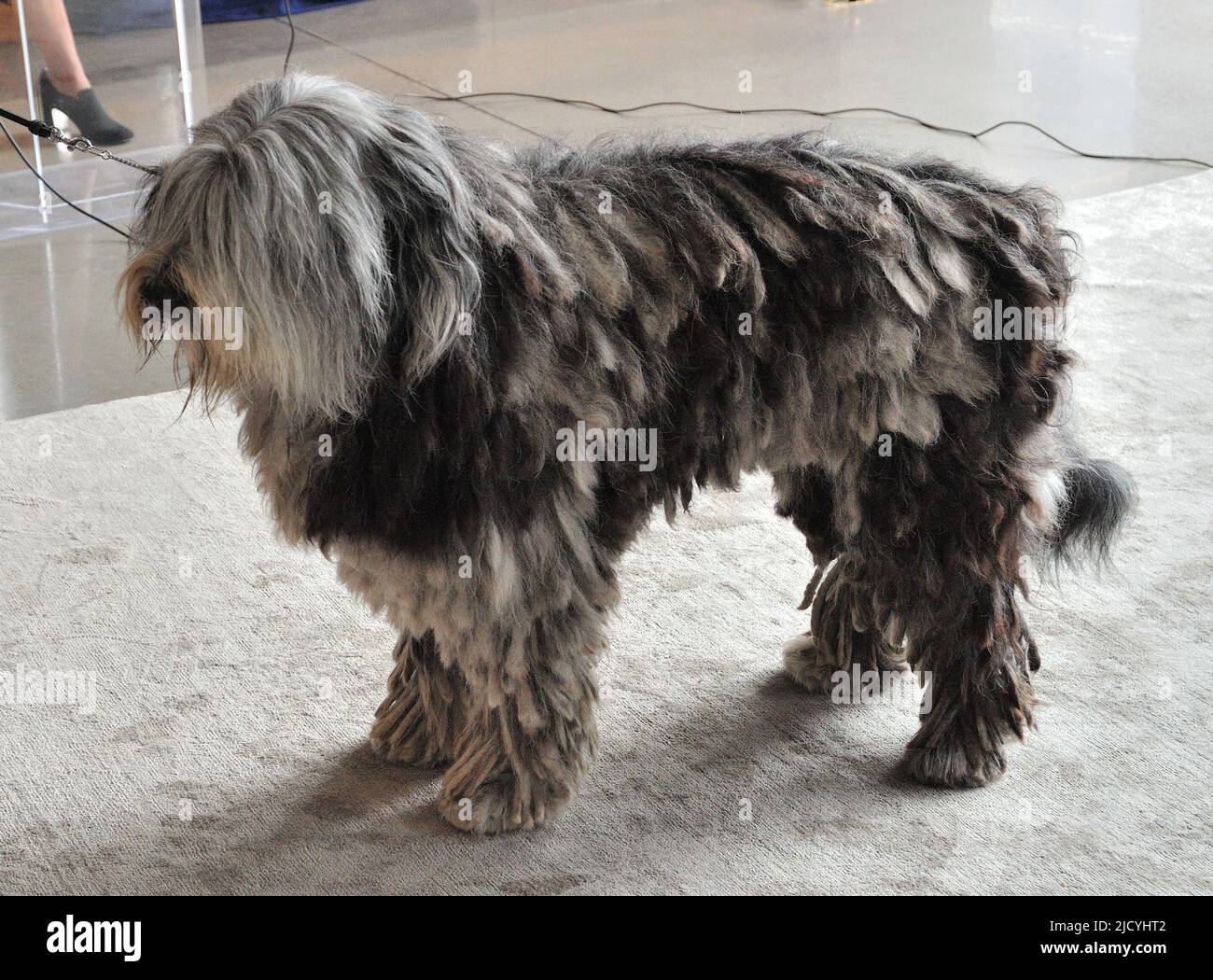 Bergamasco Sheep dog shown at the Westminster Kennel Club Dog Show ...