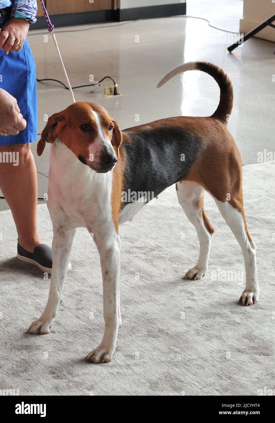 American Fox Hound shown at the Westminster Kennel Club Dog Show press ...