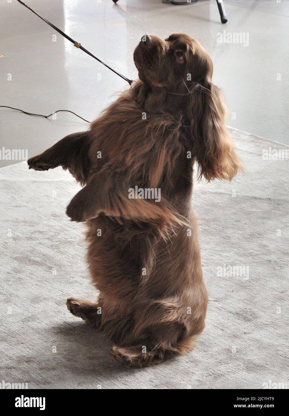 Sussex Spaniel shown at the Westminster Kennel Club Dog Show press ...