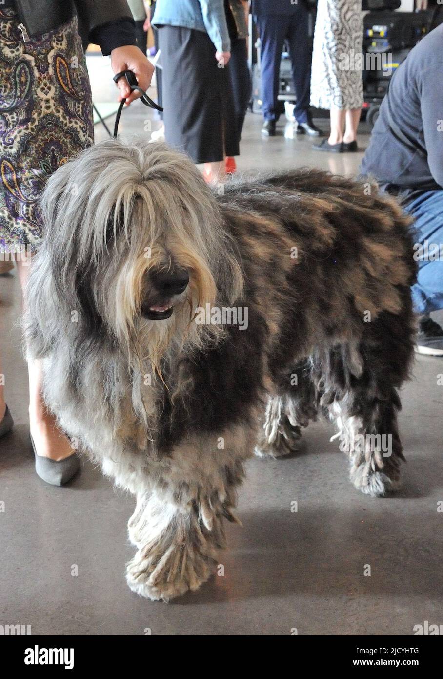 Bergamasco Sheep dog shown at the Westminster Kennel Club Dog Show ...