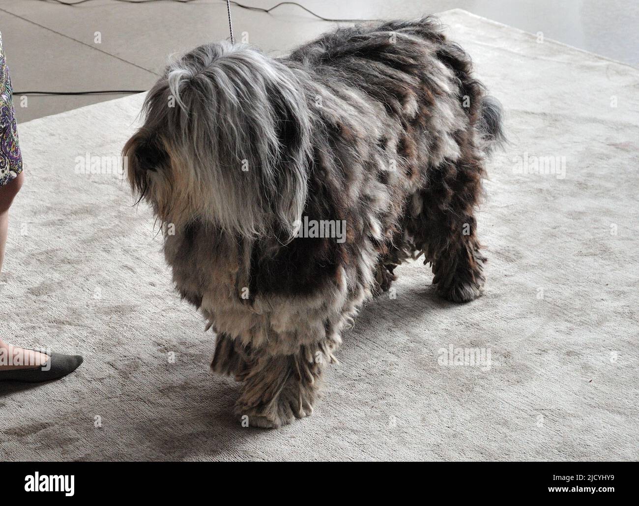 Bergamasco Sheep dog shown at the Westminster Kennel Club Dog Show ...