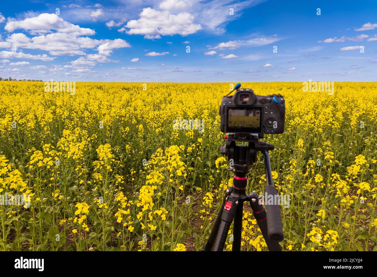 modern professional mirrorless camera on tripod shooting yellow field ...