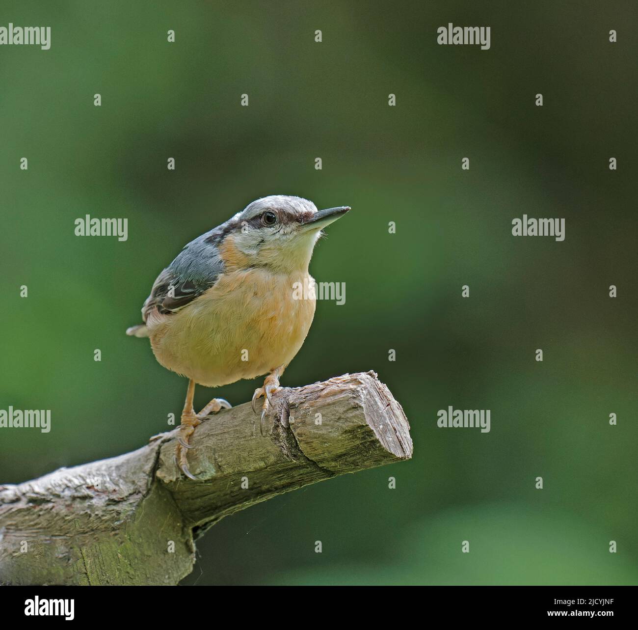 Nuthatch nature photo and image hi-res stock photography and images - Alamy