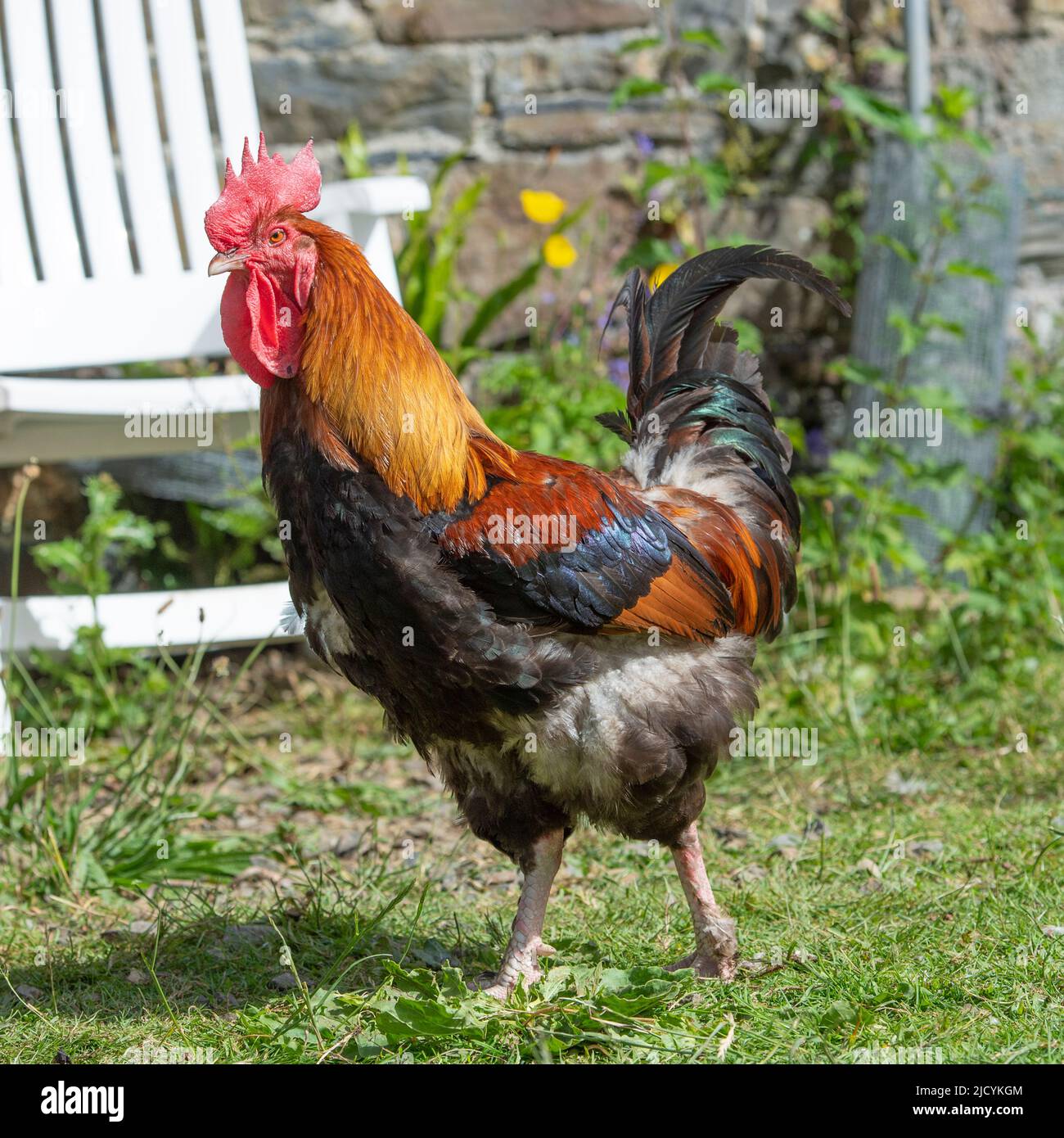Black cockerel hi-res stock photography and images - Alamy