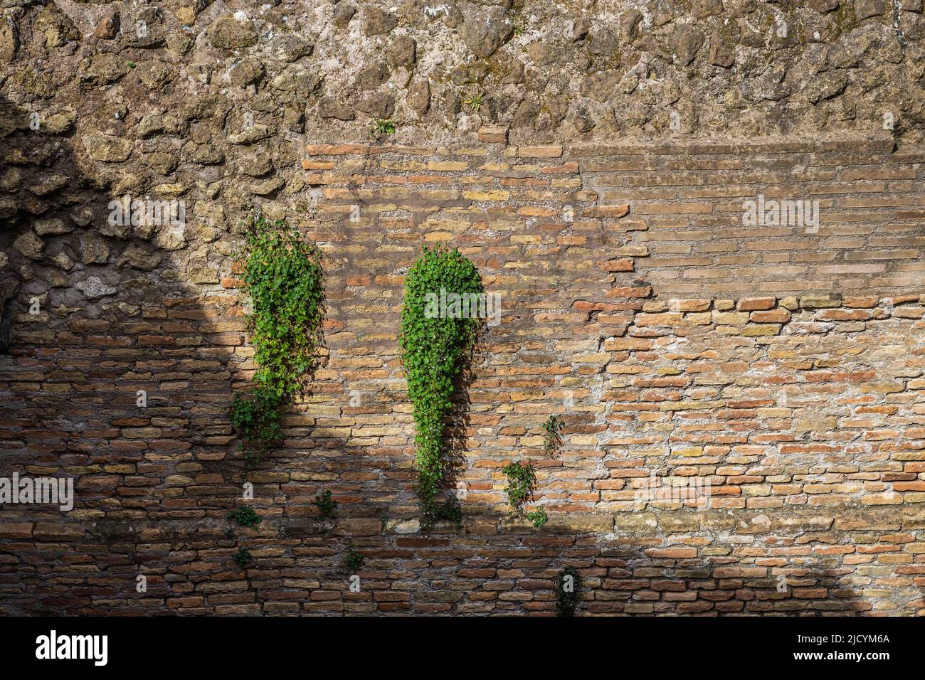 A stone wall background with plants growing out from it and a shadow ...