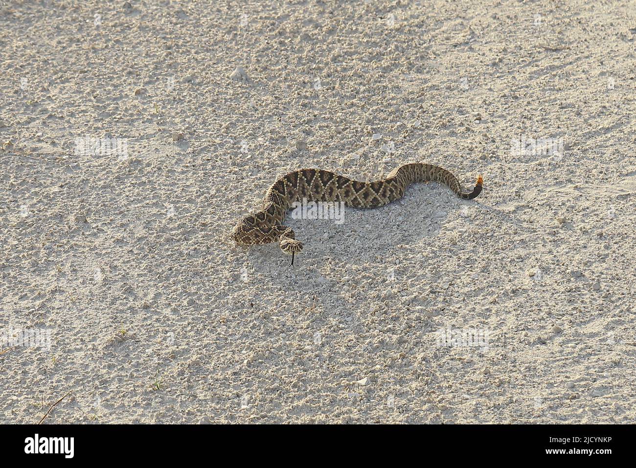 Eastern diamondback rattlesnake, venomous pit viper Stock Photo - Alamy