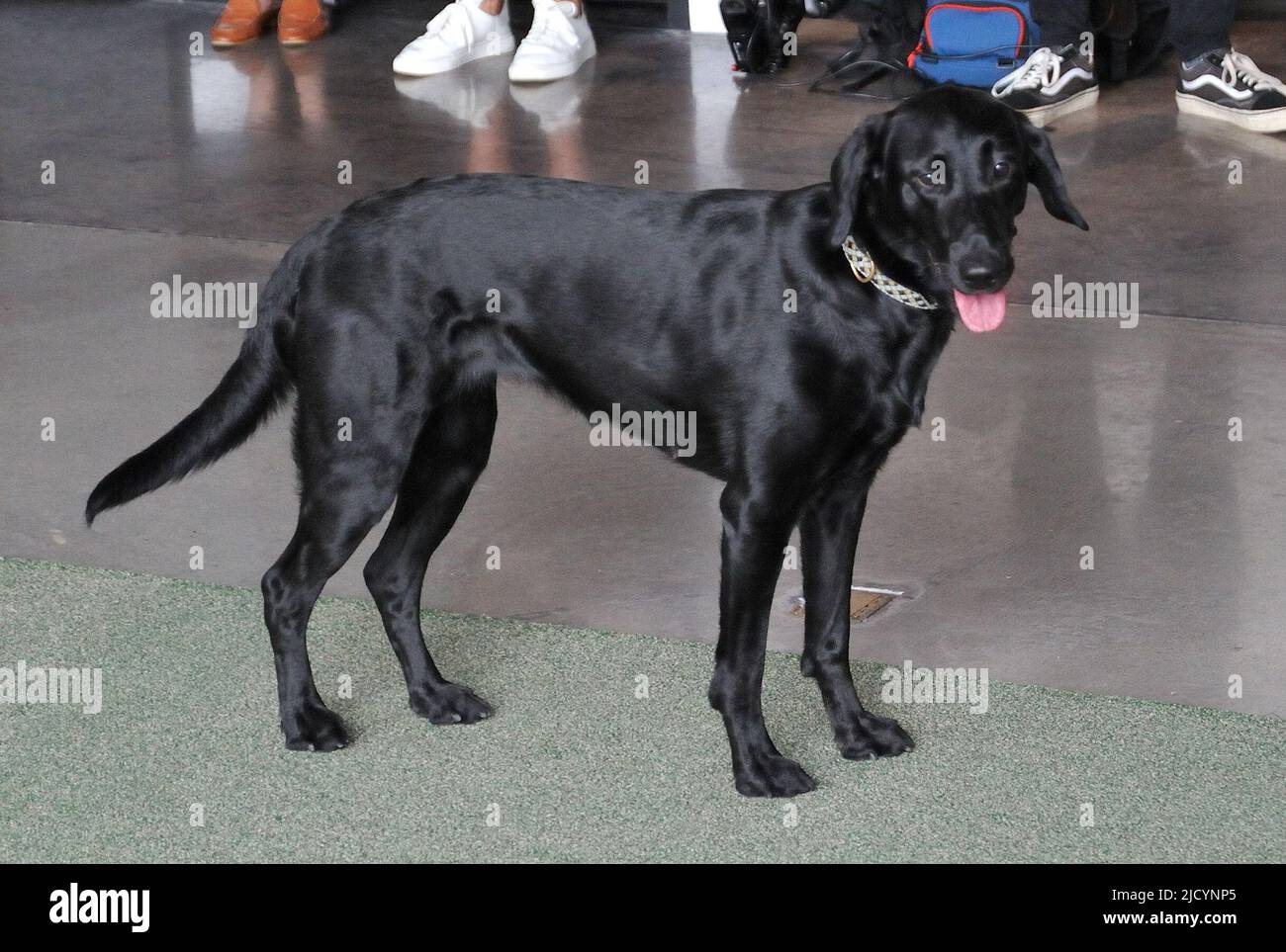 Black Labrador performs agility and obedience skills at the Westminster ...