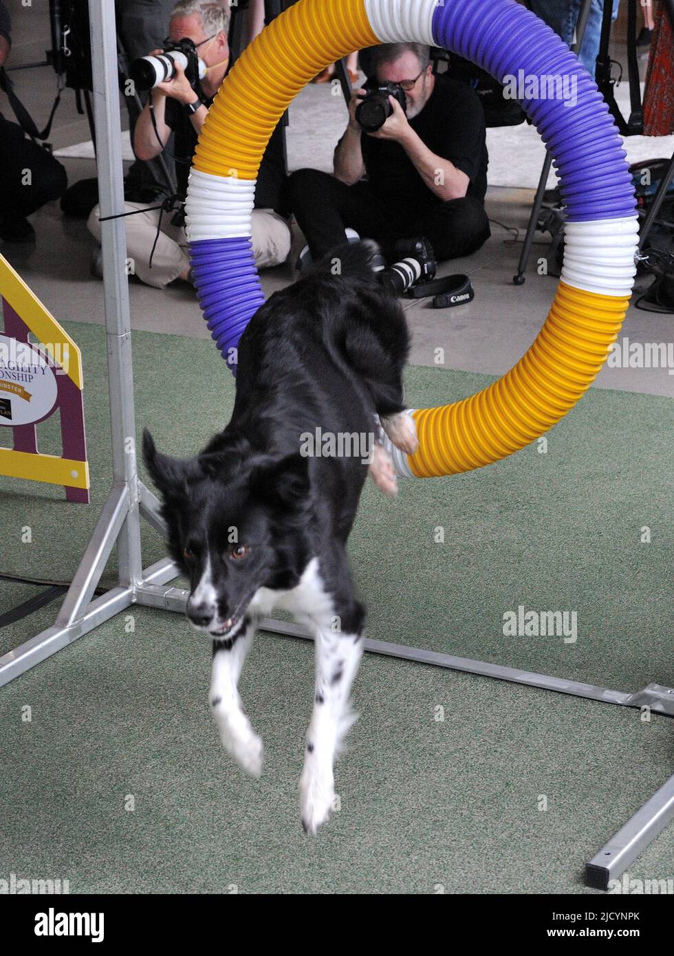 Border Collie performs agility and obedience skills at the Westminster ...