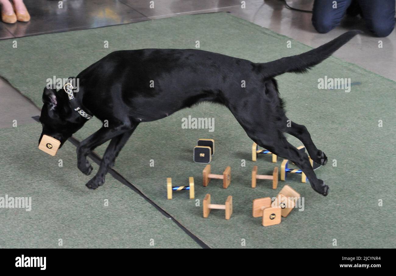 Black Labrador performs agility and obedience skills at the Westminster ...