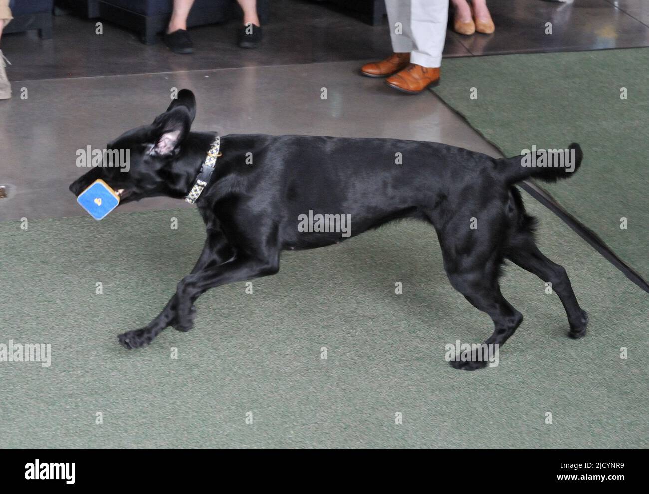 Black Labrador performs agility and obedience skills at the Westminster ...