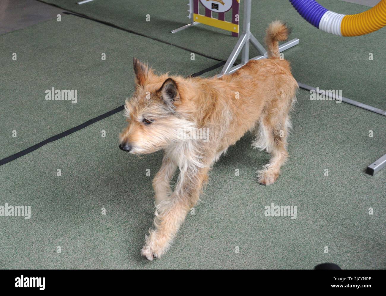 Berger Picard performs agility and obedience skills at the Westminster ...