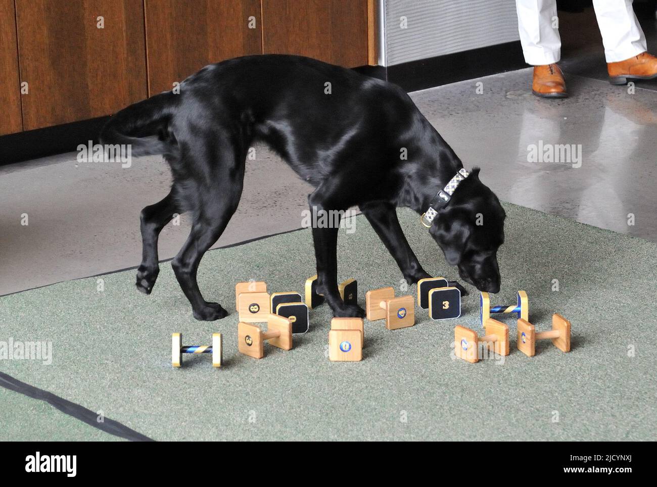 Black Labrador performs agility and obedience skills at the Westminster ...
