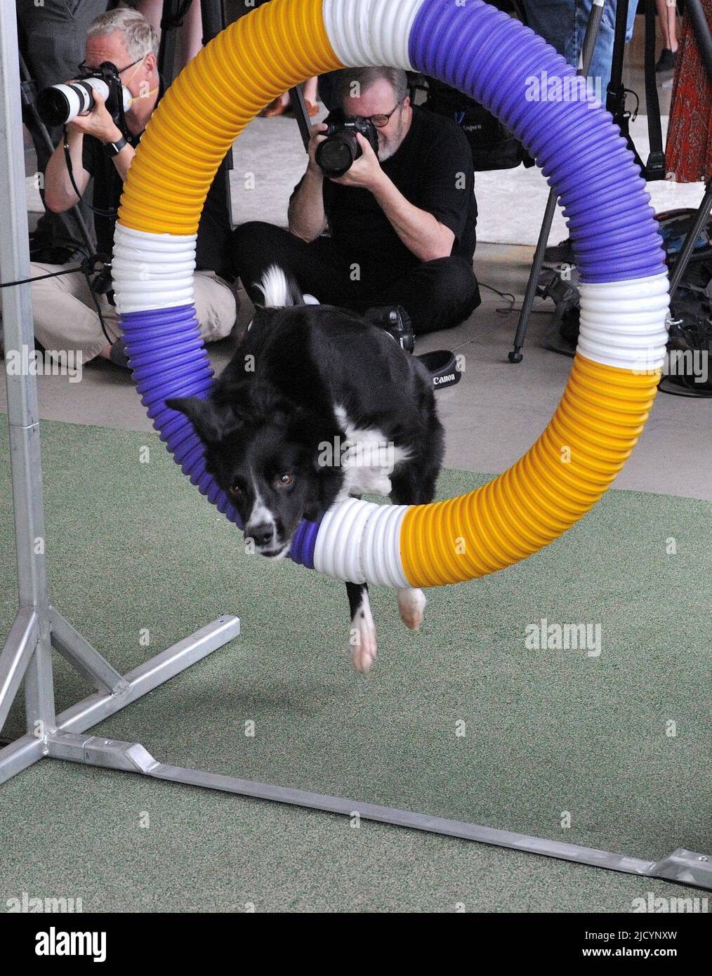 Border Collie performs agility and obedience skills at the Westminster ...