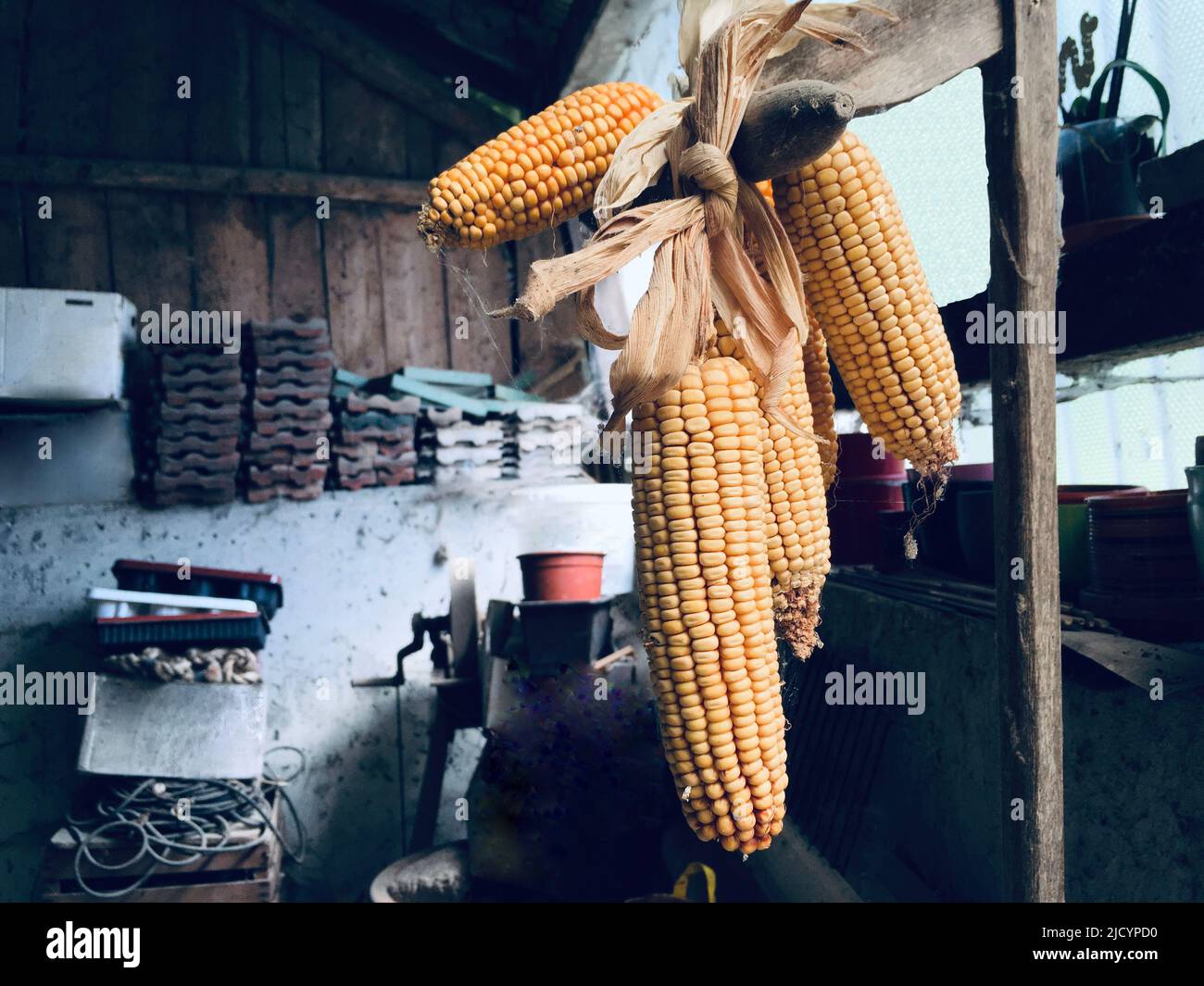 Dried corn hanging inside a barn serve as a feed for animals Stock ...