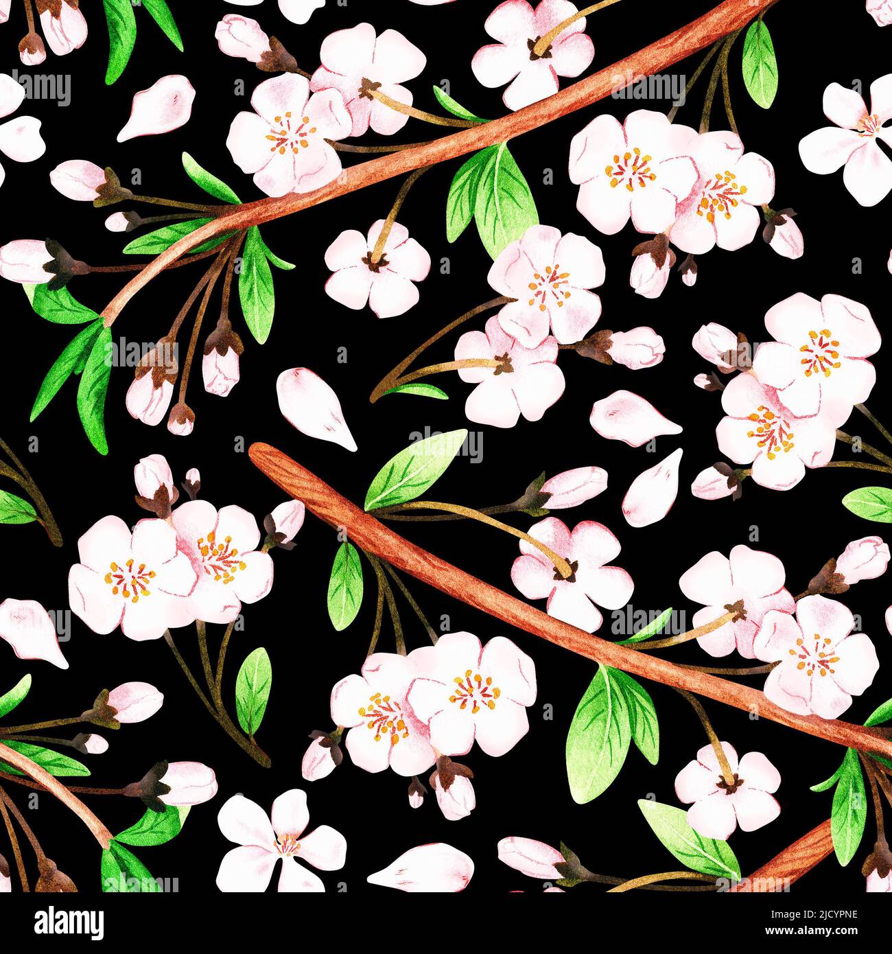 Seamless sakura pattern. Watercolor illustration. Isolated on a black ...