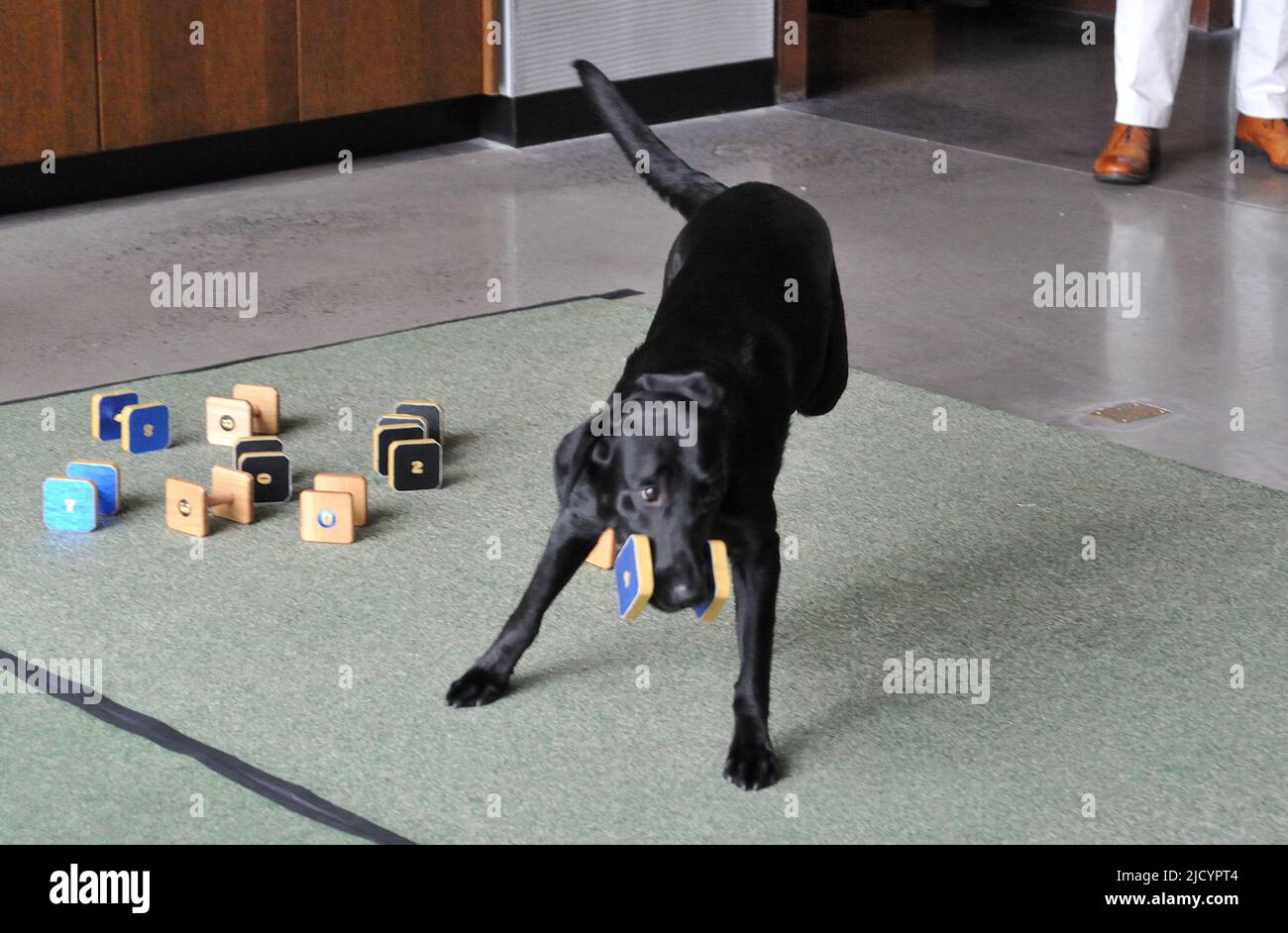 Black Labrador performs agility and obedience skills at the Westminster ...