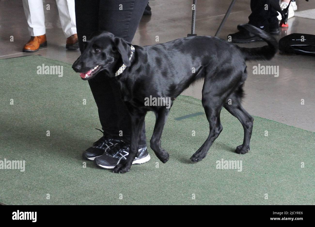 New York, USA. 23rd June, 2022. Black Labrador performs agility and ...