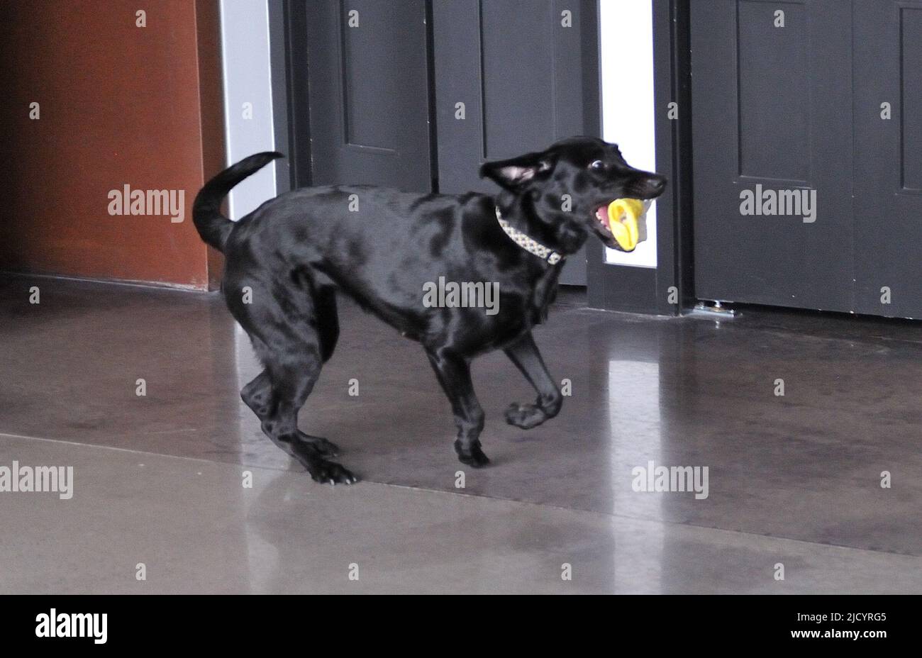 Westminster dog show labrador hi-res stock photography and images - Alamy