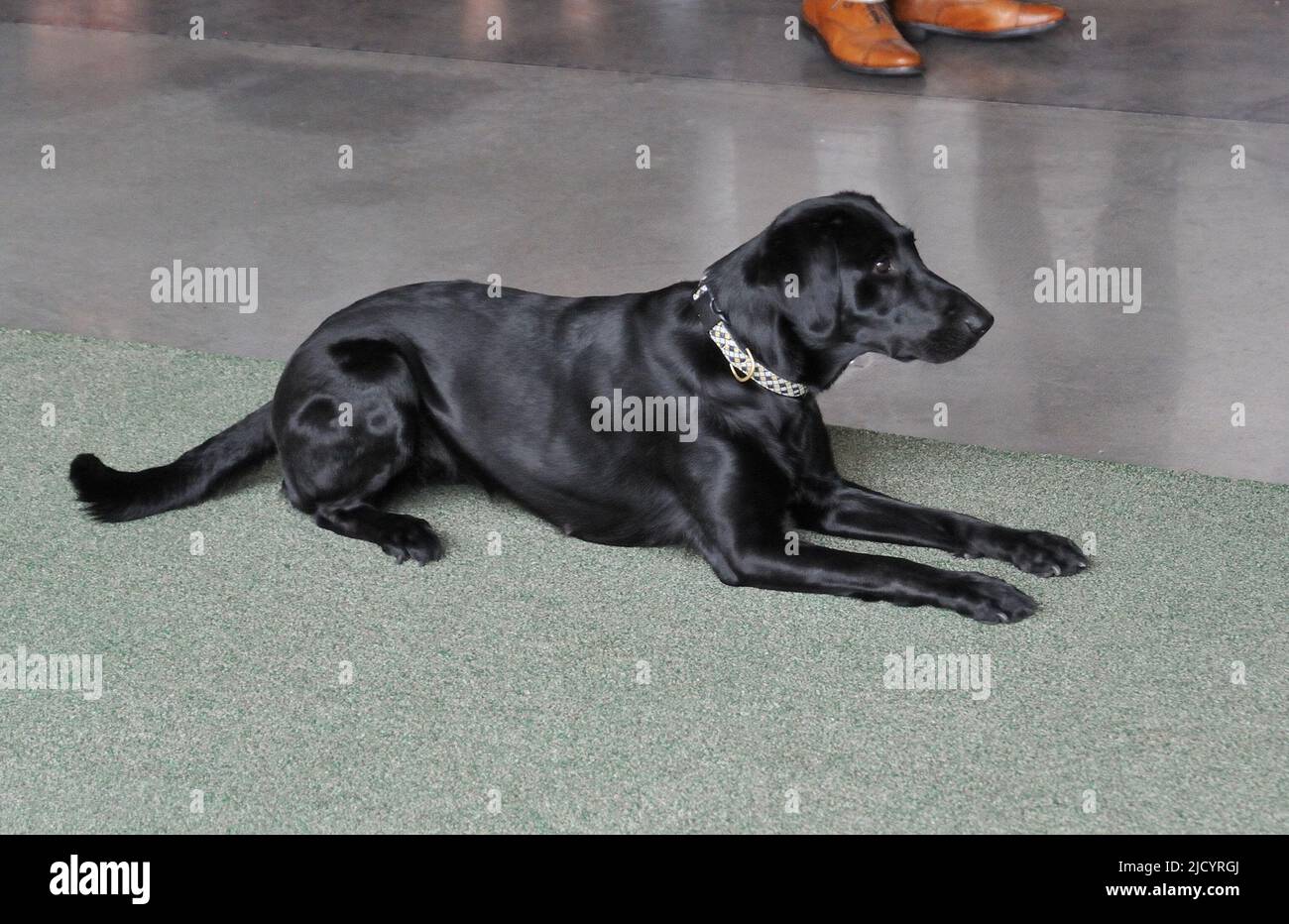 New York, USA. 23rd June, 2022. Black Labrador performs agility and ...