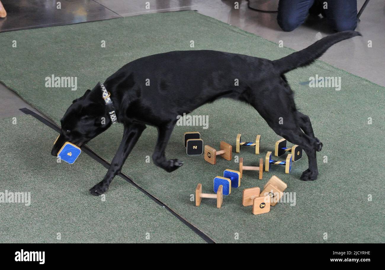 New York, USA. 23rd June, 2022. Black Labrador performs agility and ...