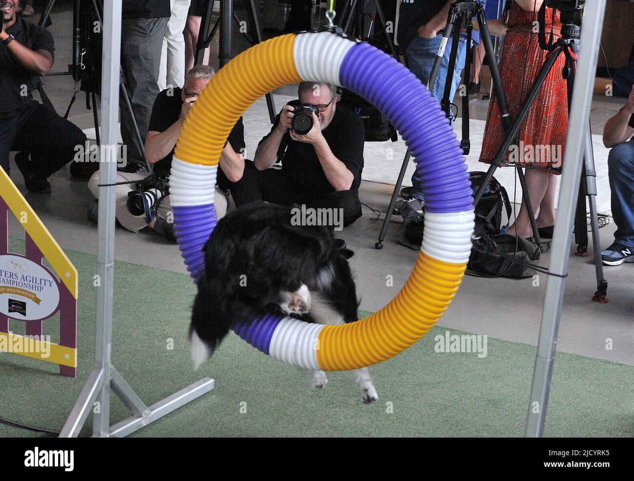 New York, USA. 23rd June, 2022. Border Collie performs agility and ...