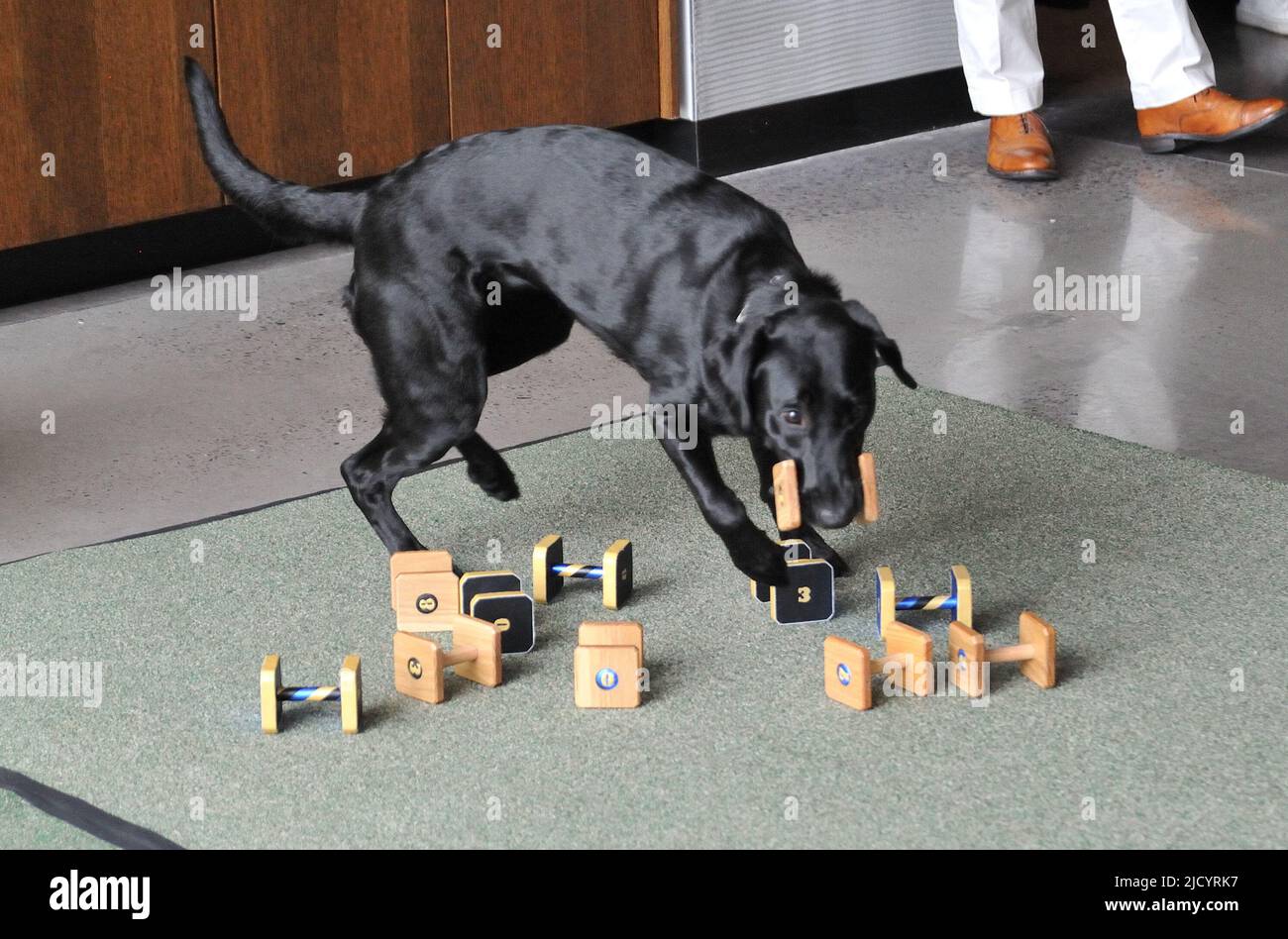 New York, USA. 23rd June, 2022. Black Labrador performs agility and ...