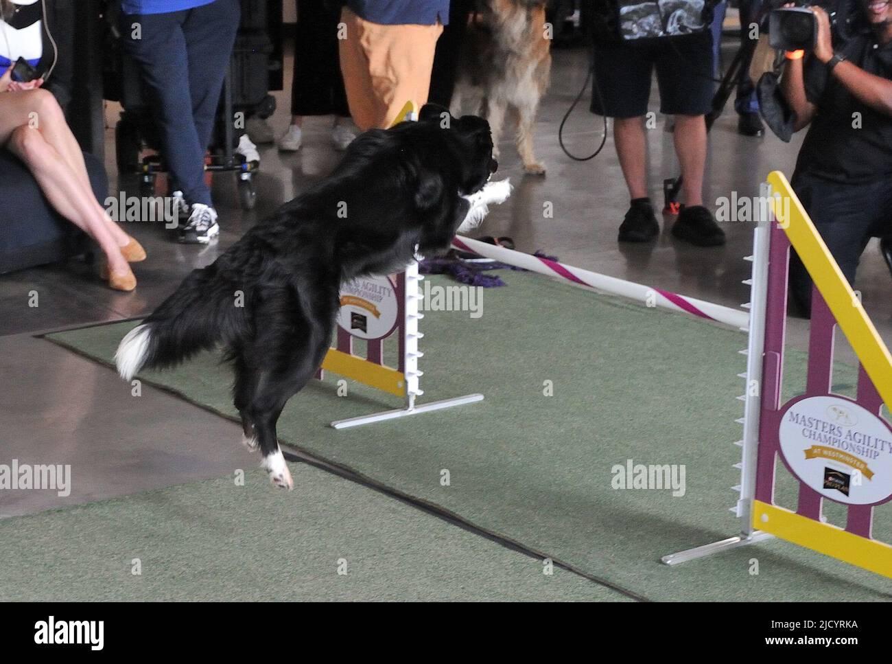 New York, USA. 23rd June, 2022. Border Collie performs agility and ...