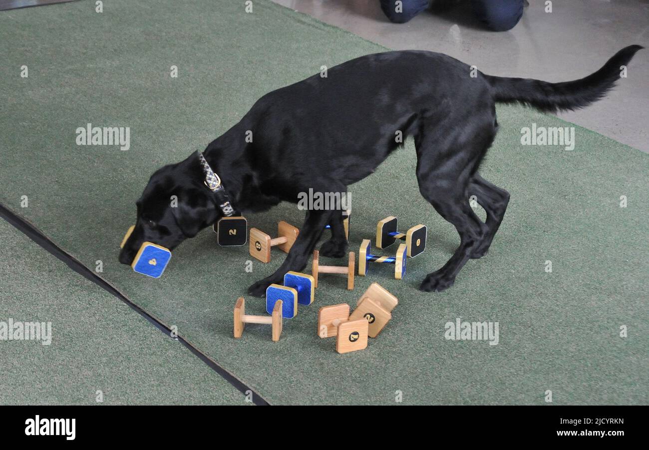 New York, USA. 23rd June, 2022. Black Labrador performs agility and ...