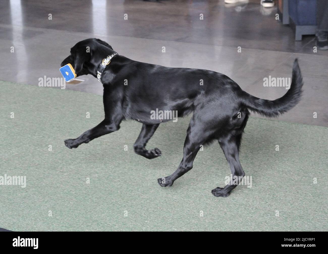 New York, USA. 23rd June, 2022. Black Labrador performs agility and ...