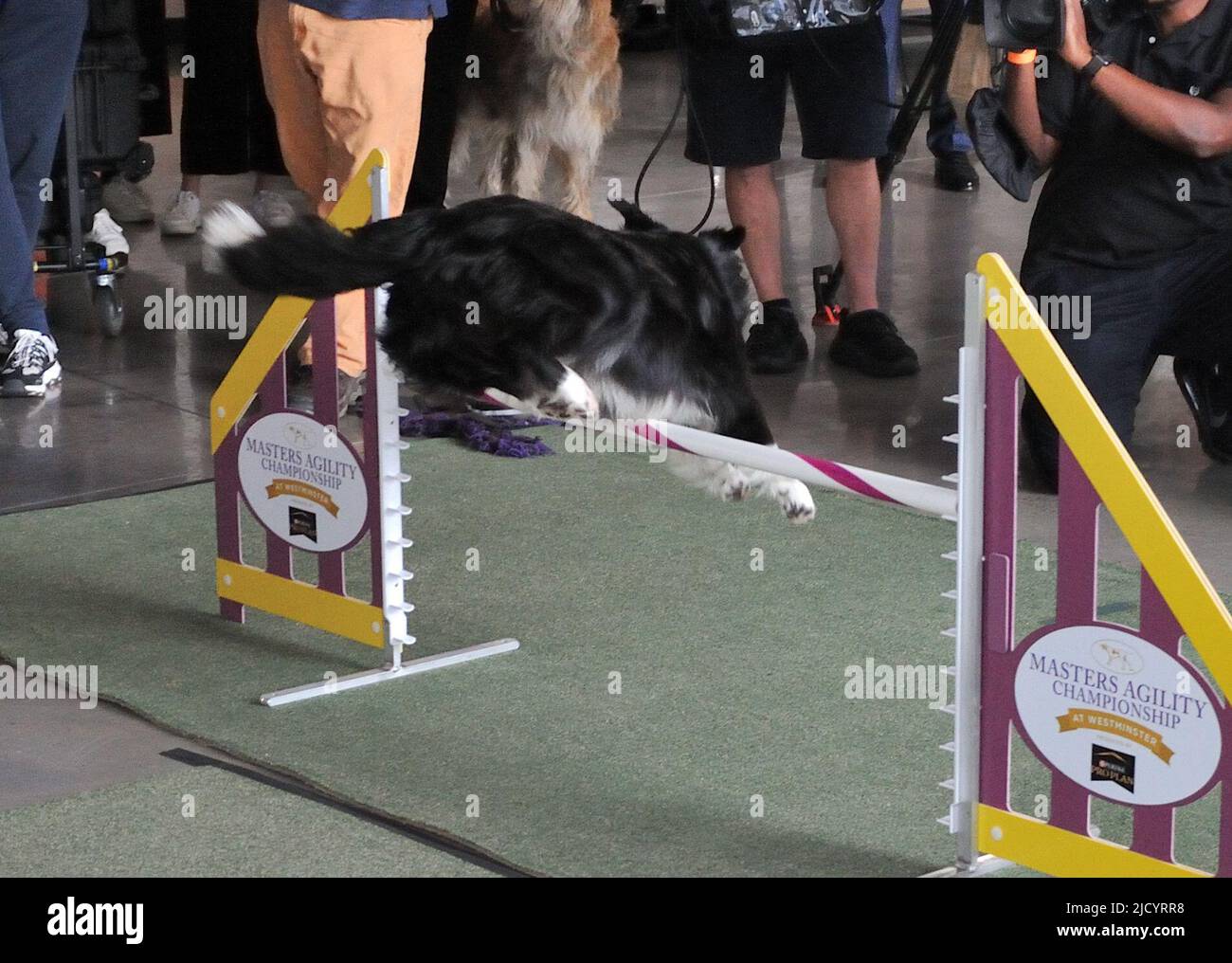 New York, USA. 23rd June, 2022. Border Collie performs agility and ...