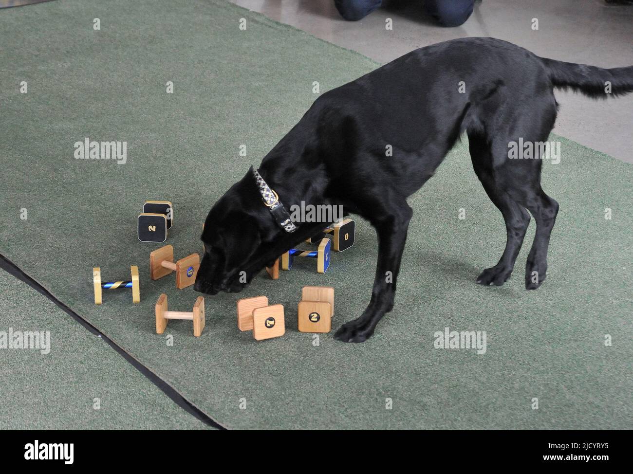 New York, USA. 23rd June, 2022. Black Labrador performs agility and ...