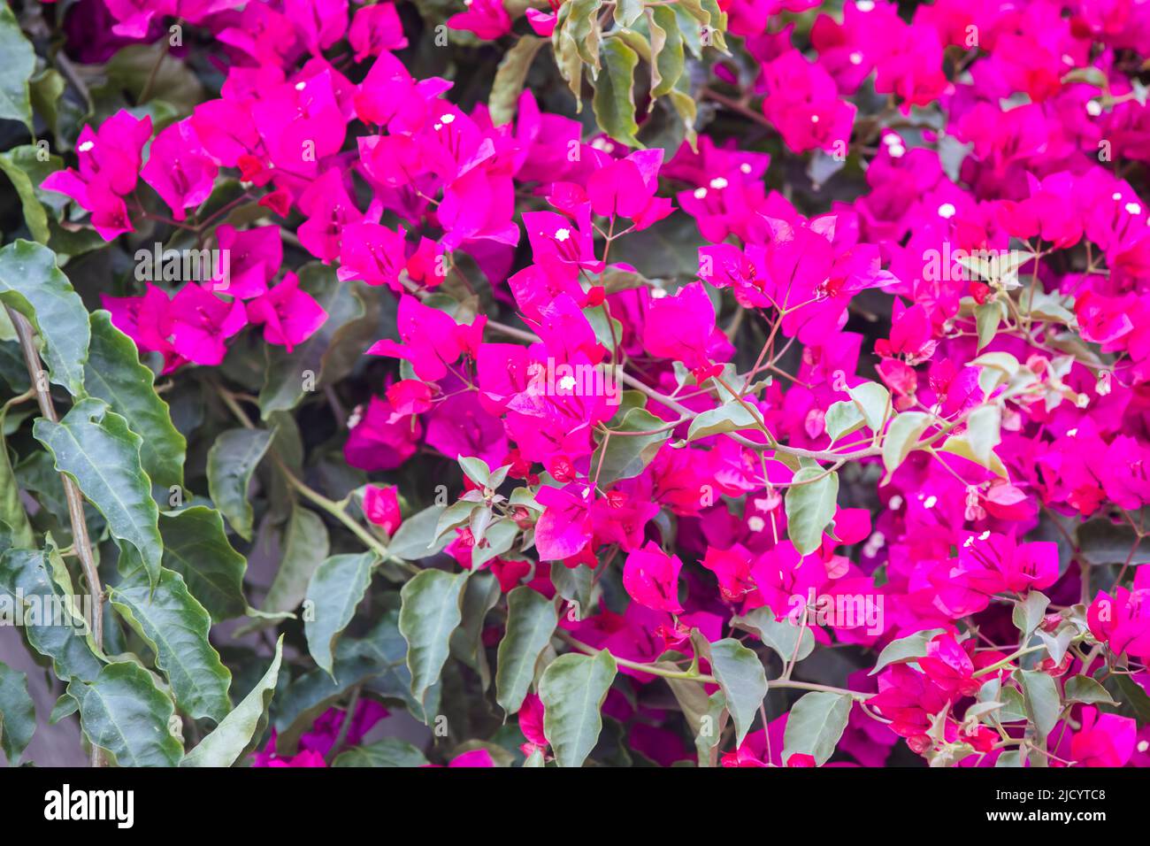 Large sepal like bracts hi-res stock photography and images - Alamy