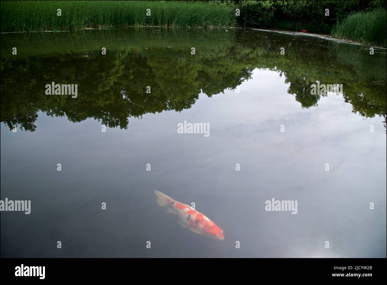 Koi fish park hi-res stock photography and images - Alamy