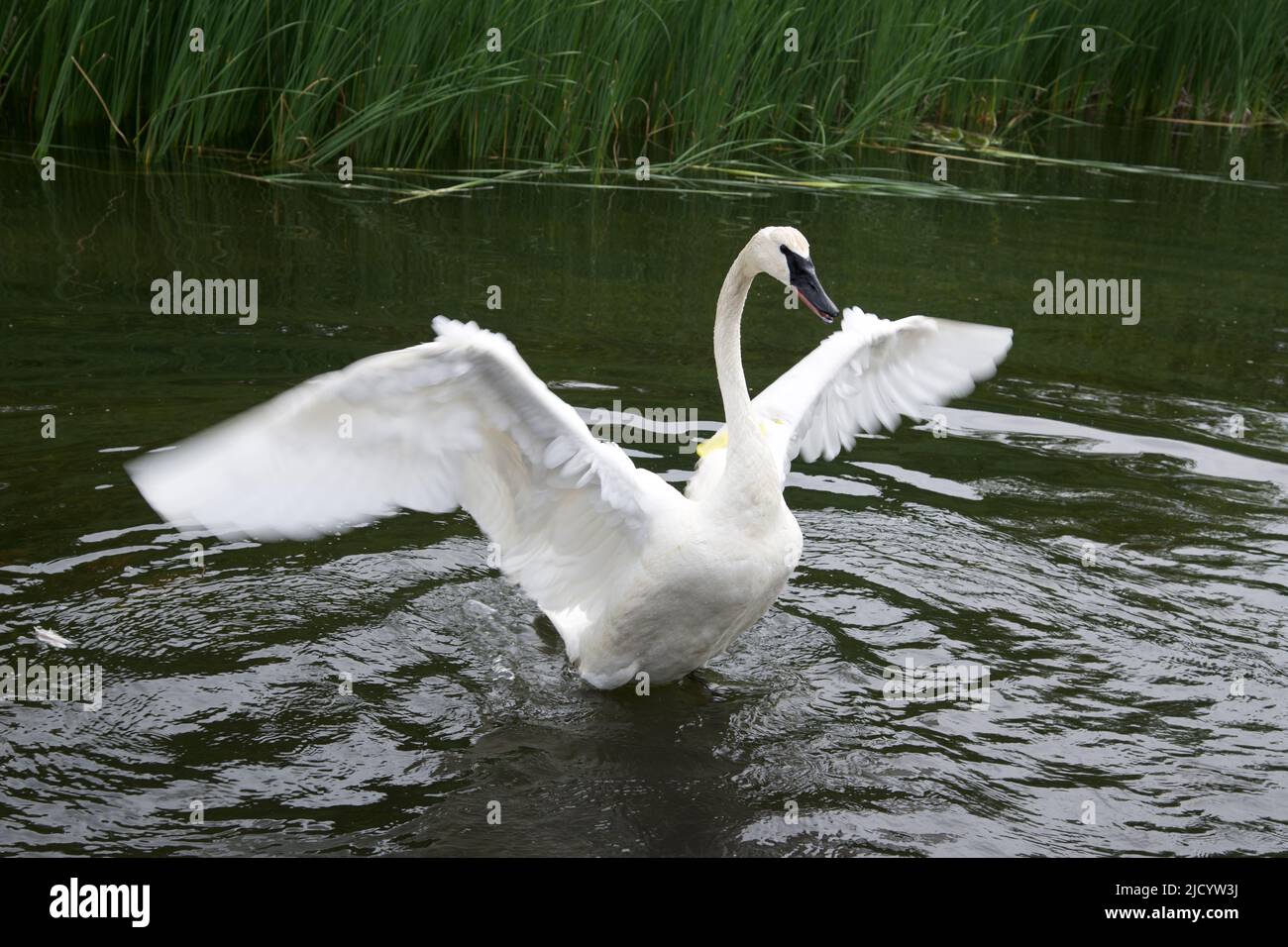 Swan flapping wings to serve as a threat display. when other birds are ...